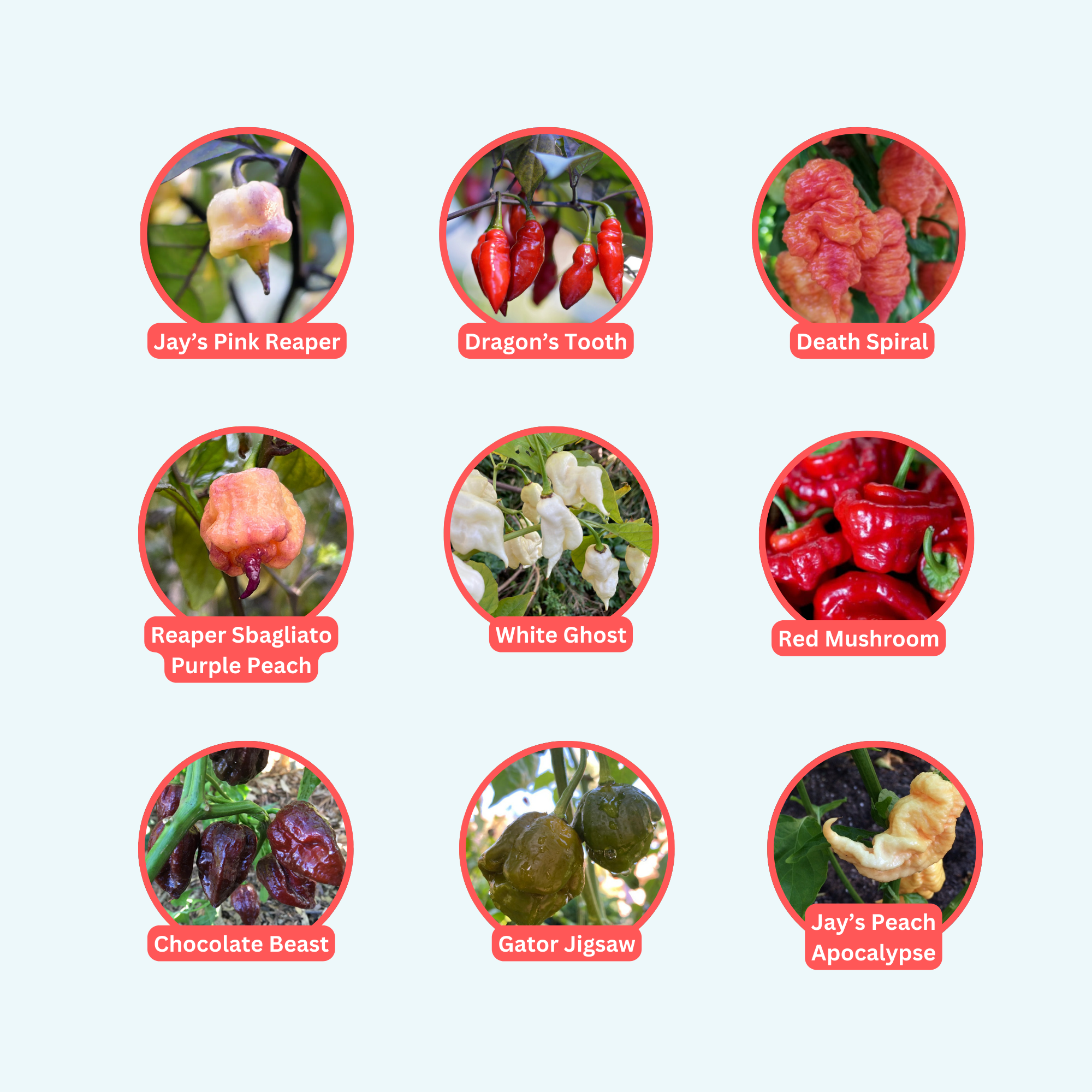 Ultra Rare Peppers (Sold With Grinders) – SpiceQuest