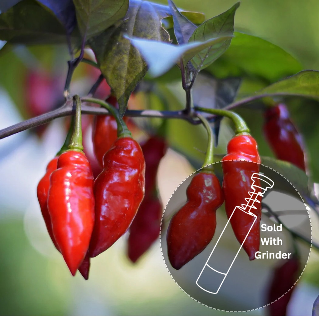 Dragon’s Tooth (5 Total) – SpiceQuest