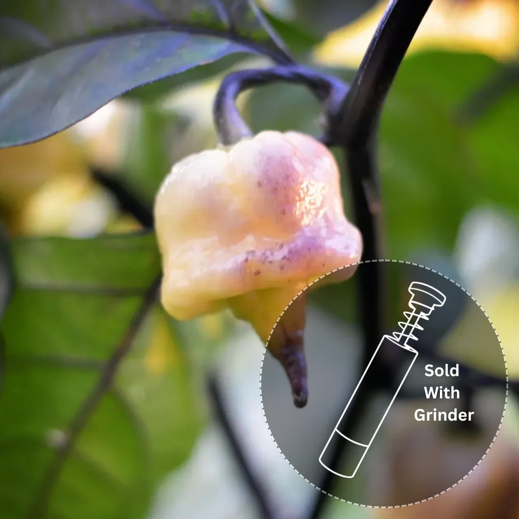 Jay’s Pink Reaper (7 Total) – SpiceQuest